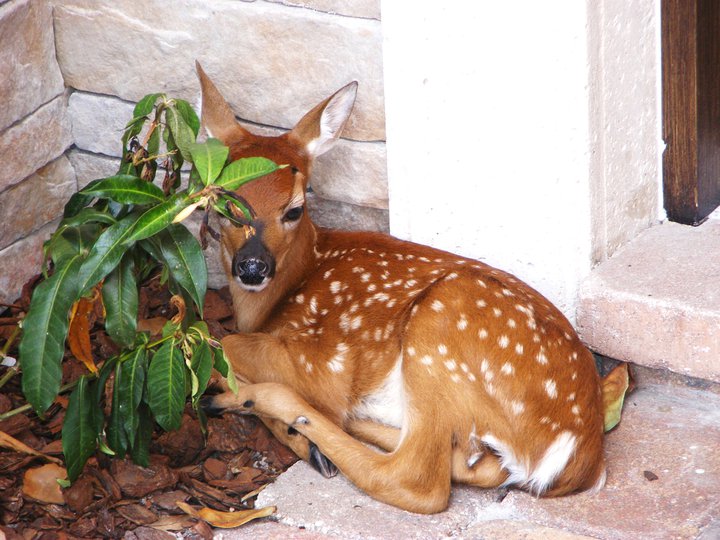 Wildlife Rescue – Matthews Wildlife Rescue